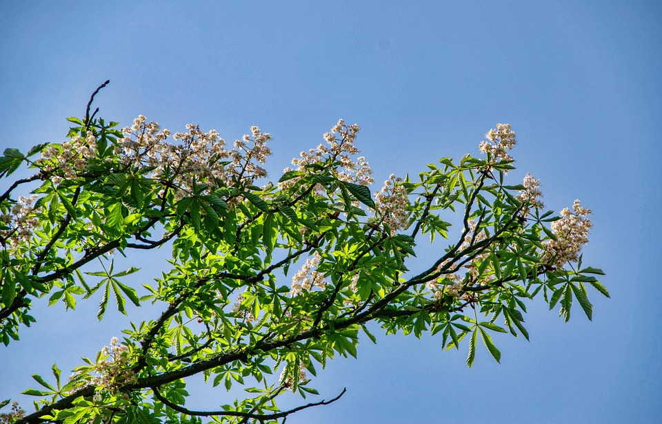 Branche Floraison Fleurs Le - Photo gratuite sur Pixabay