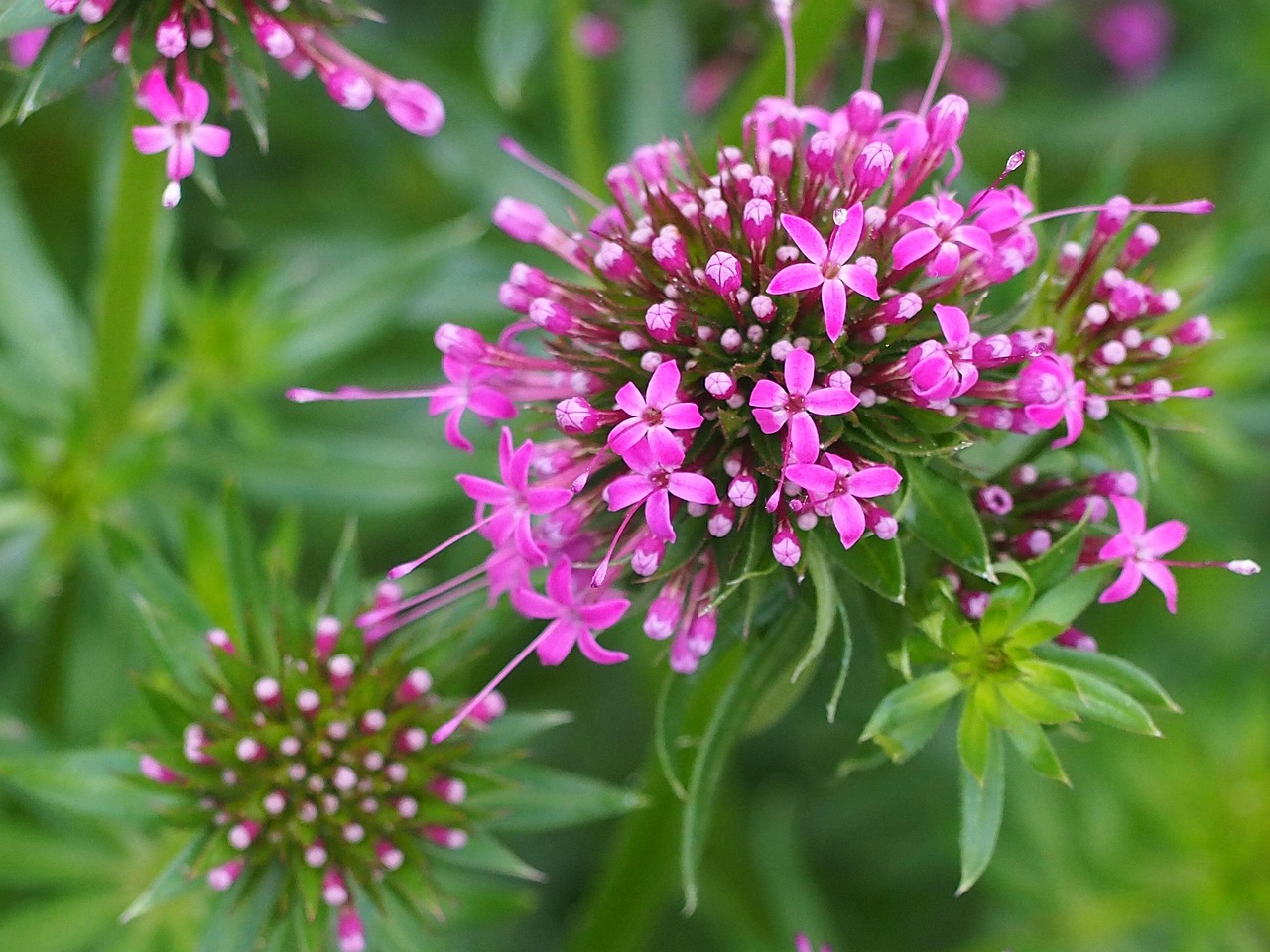 Phuopsis Stylosa Valerian Face - Free photo on Pixabay - Pixabay