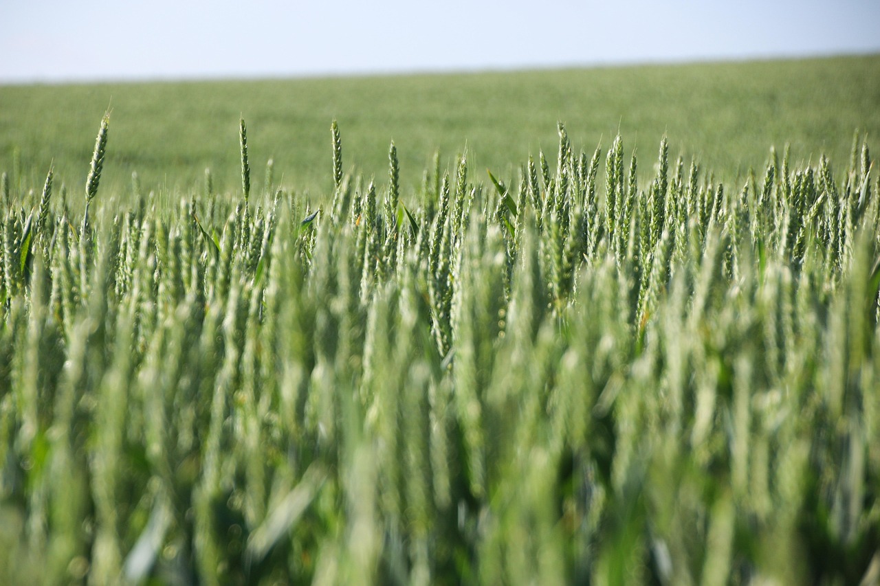 Trigo Campo Agricultura - Foto gratuita no Pixabay - Pixabay Trigo Campo Agricultura - Foto gratuita no Pixabay - Pixabay