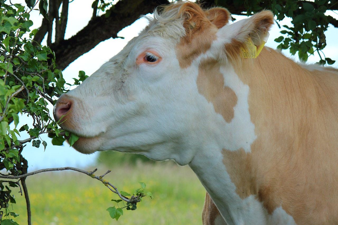 Vaca Gado Animal - Foto gratuita no Pixabay - Pixabay