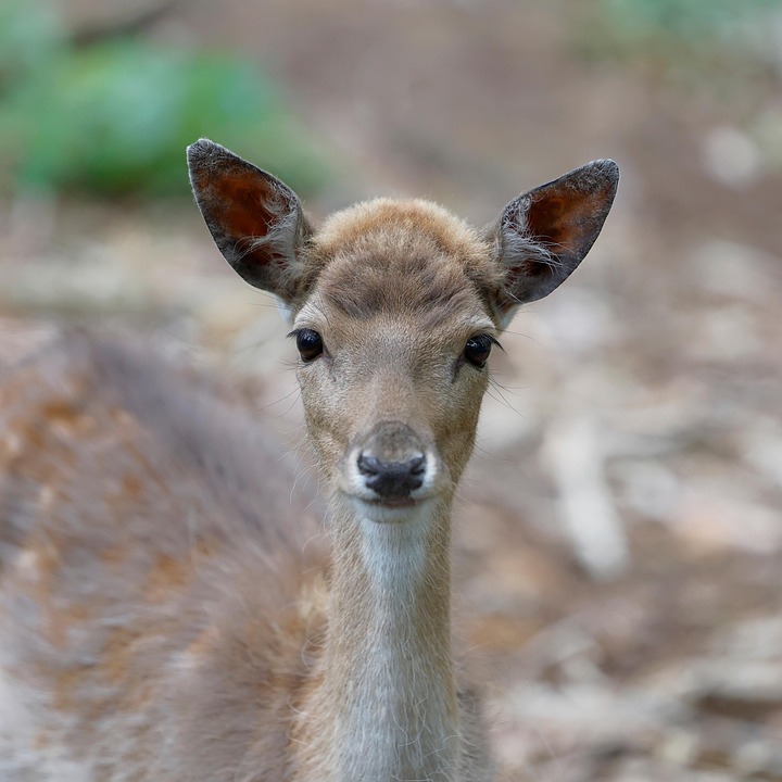 Corça Floresta Animais Selvagens - Foto gratuita no Pixabay