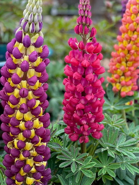 Lupin Fleurs Fleurir - Photo gratuite sur Pixabay - Pixabay