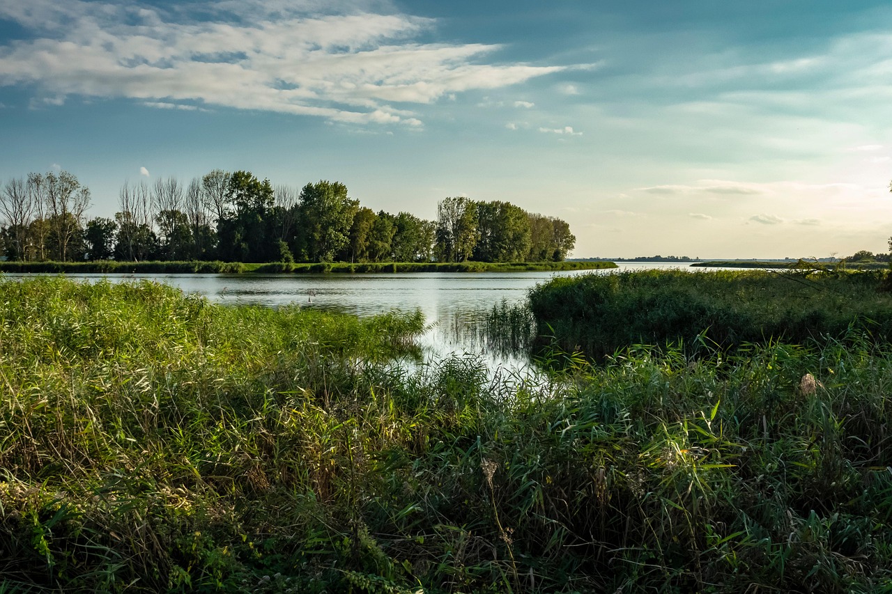 Pesisir Rumput Alang-Alang Laut - Foto gratis di Pixabay - Pixabay
