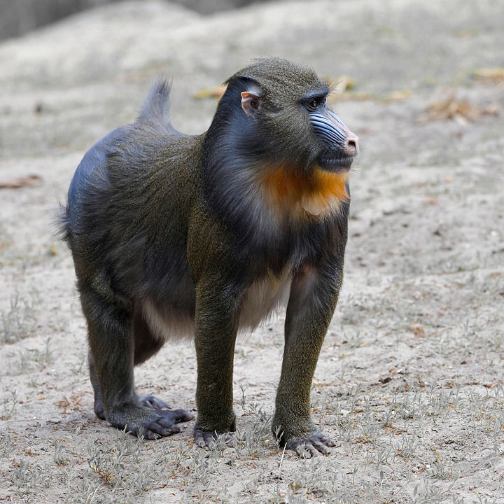 Mandrill Primate Animal - Free photo on Pixabay - Pixabay