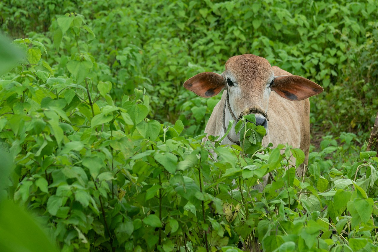 Vaca Gado Bovino - Foto gratuita no Pixabay - Pixabay