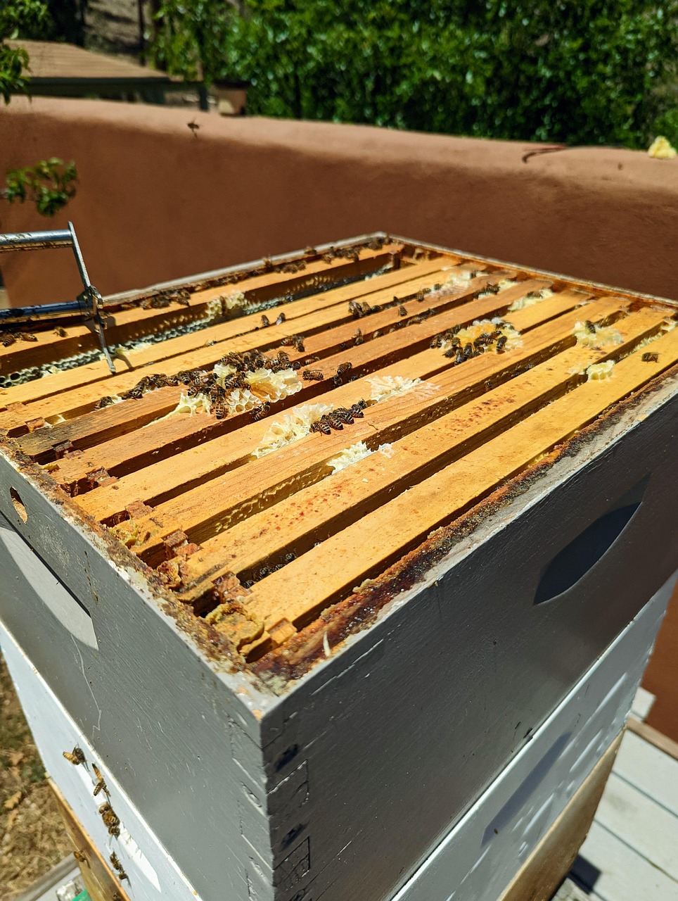 Biene Bienenstock Honig - Kostenloses Foto auf Pixabay - Pixabay