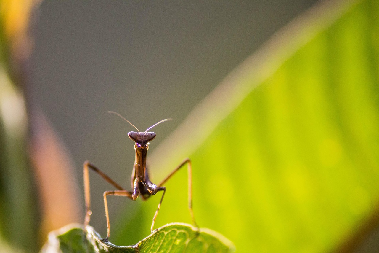 Insect Bug Wildlife - Free photo on Pixabay - Pixabay