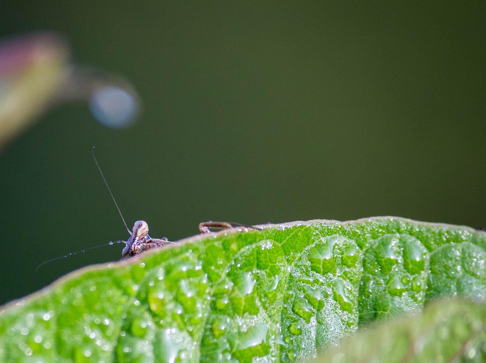 Insecte Feuille Entomologie - Photo gratuite sur Pixabay - Pixabay