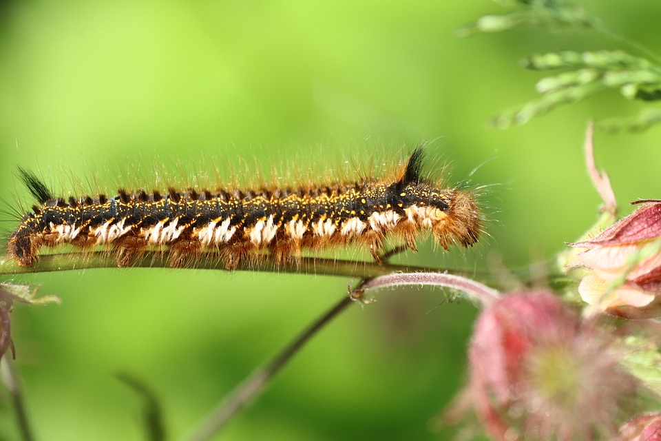 Chenille Insecte Papillon Buveur - Photo gratuite sur Pixabay