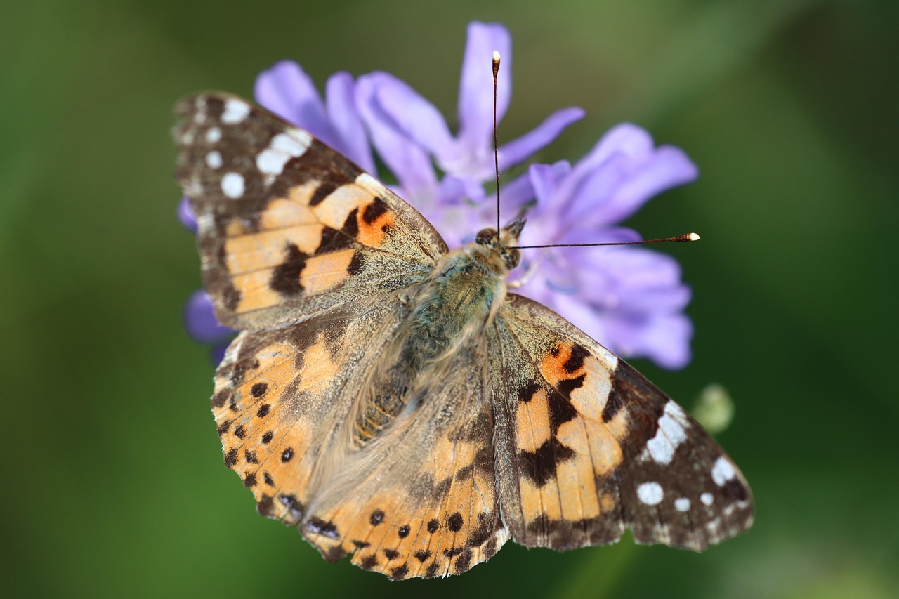 100+ Free Painted Lady Butterfly & Butterfly Images - Pixabay