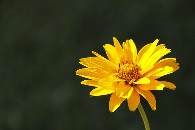 200+ Free Arnica Góra & Arnica Images - Pixabay