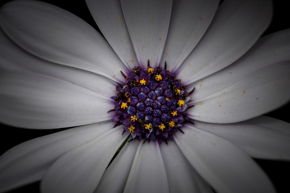 Fleur Blanche Bloom - Photo gratuite sur Pixabay - Pixabay
