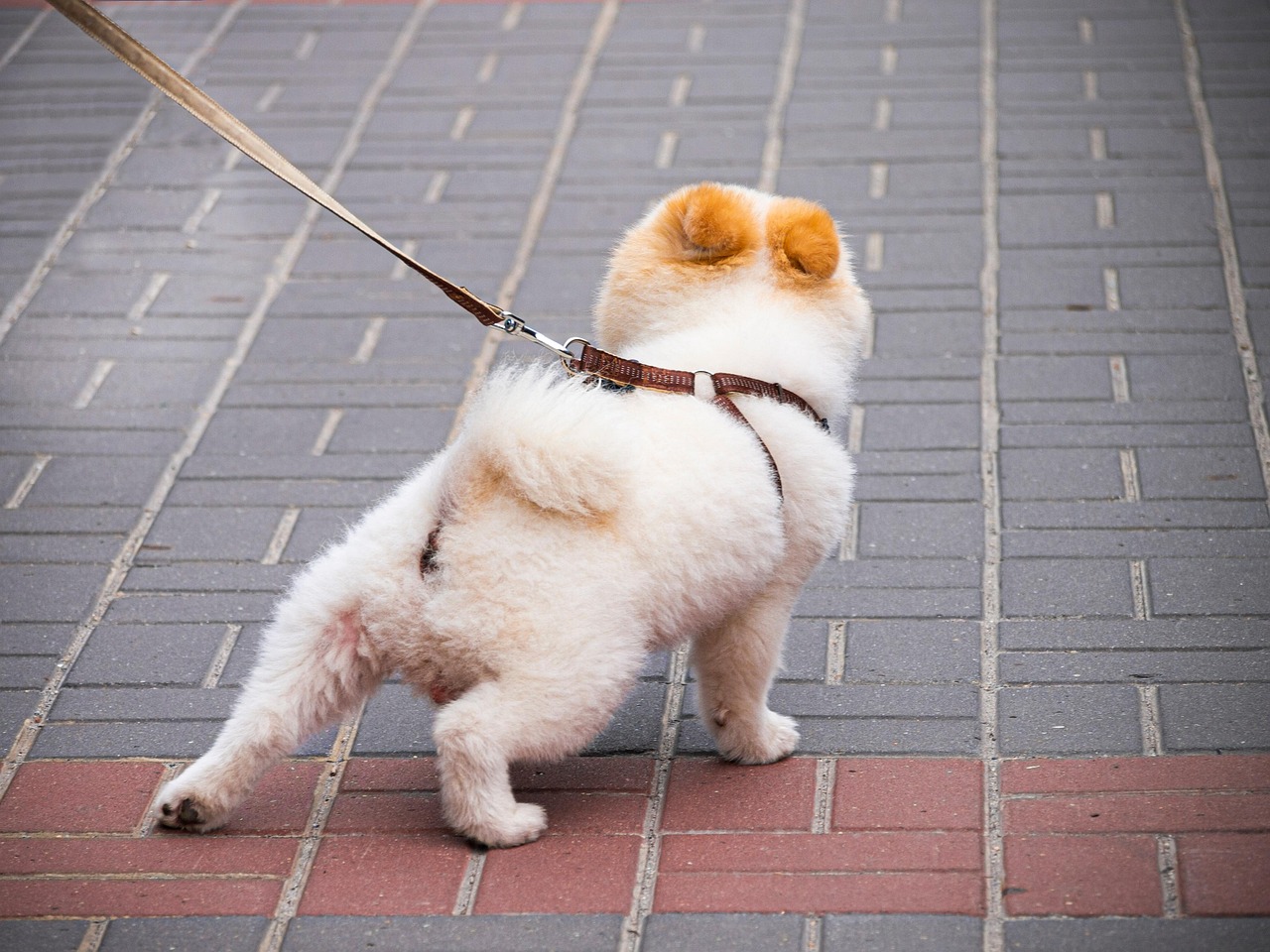 Perro Salir A Caminar Con Foto Gratis En Pixabay Pixabay