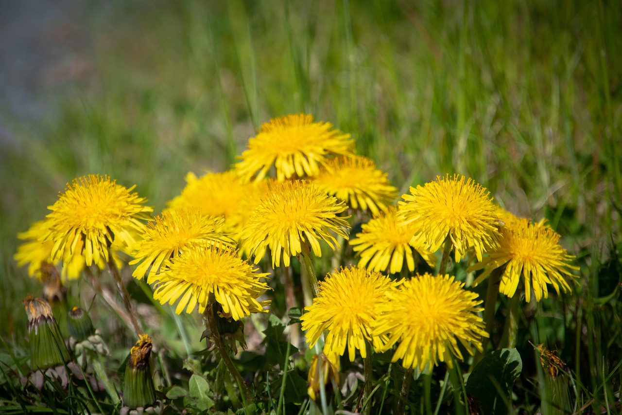 Diente De León Flores Planta - Foto gratis en Pixabay