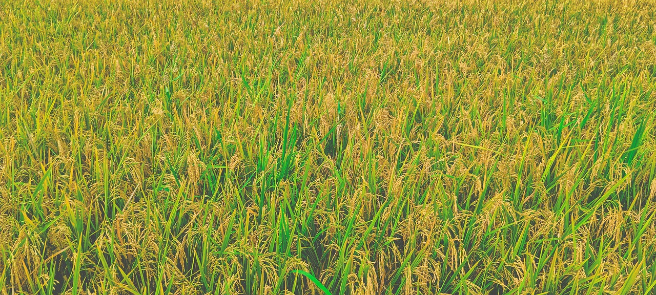 Paddy Field Rice Farm - Free photo on Pixabay - Pixabay