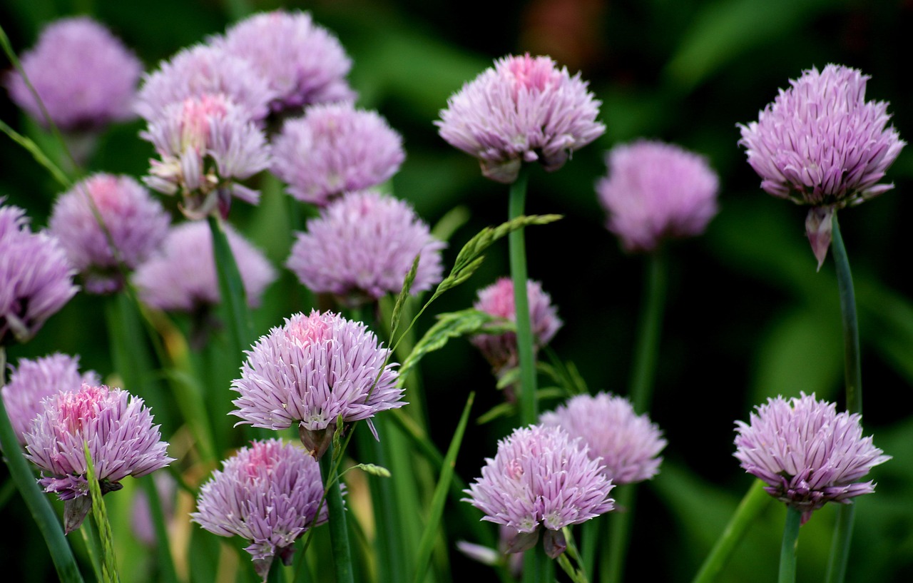 Ciboulette Des Fleurs De - Photo gratuite sur Pixabay - Pixabay
