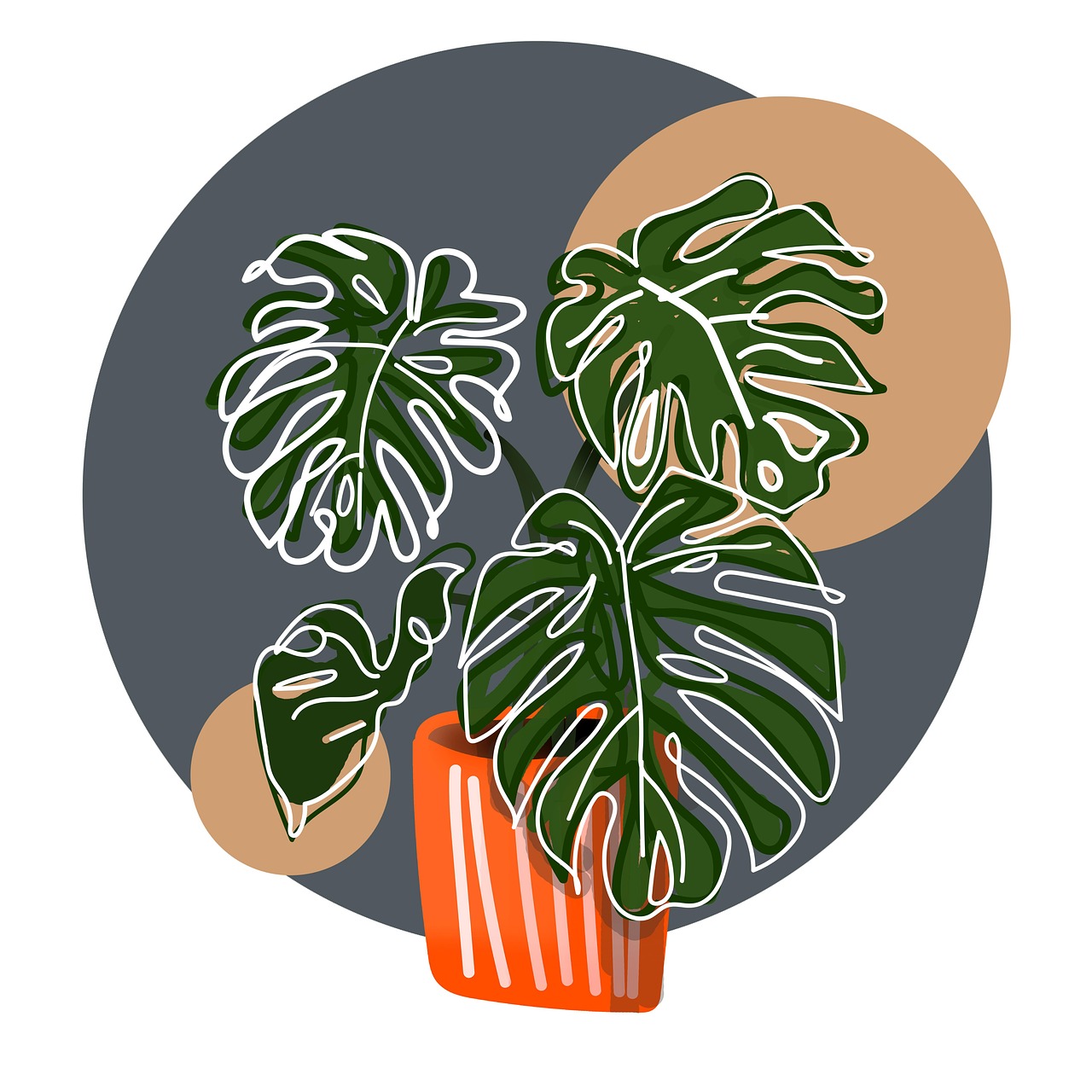 Monstera Tanaman Tropis - Gambar gratis di Pixabay - Pixabay