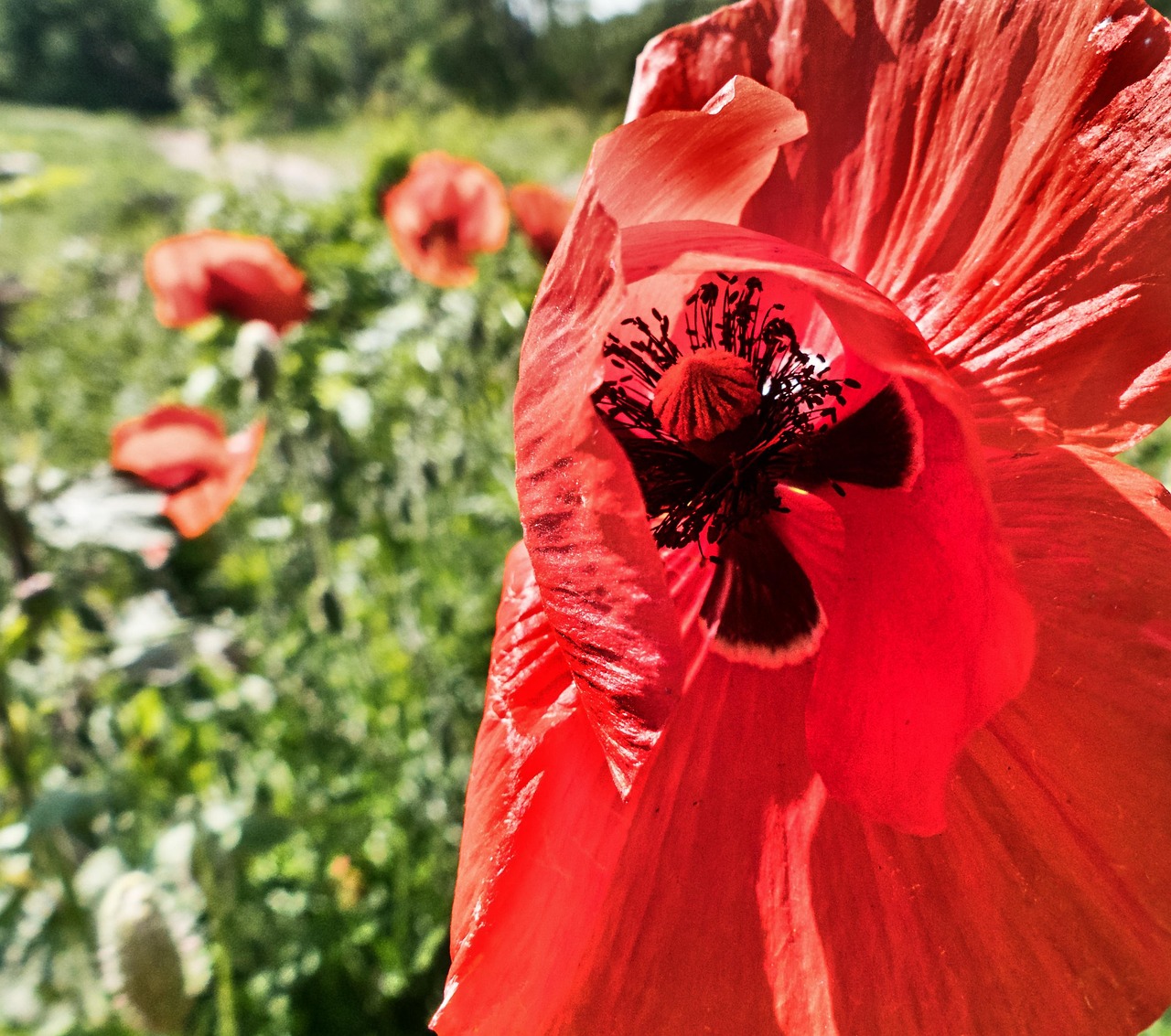 Poppies Red Flowers - Free photo on Pixabay - Pixabay