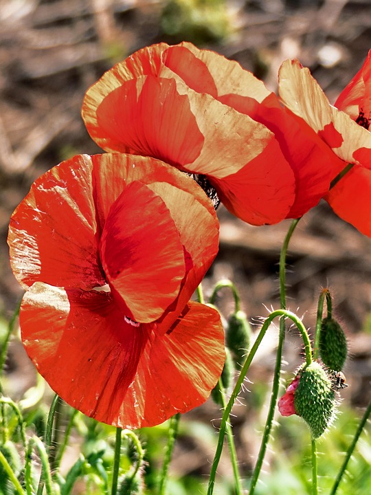 Poppies Red Flowers - Free photo on Pixabay - Pixabay