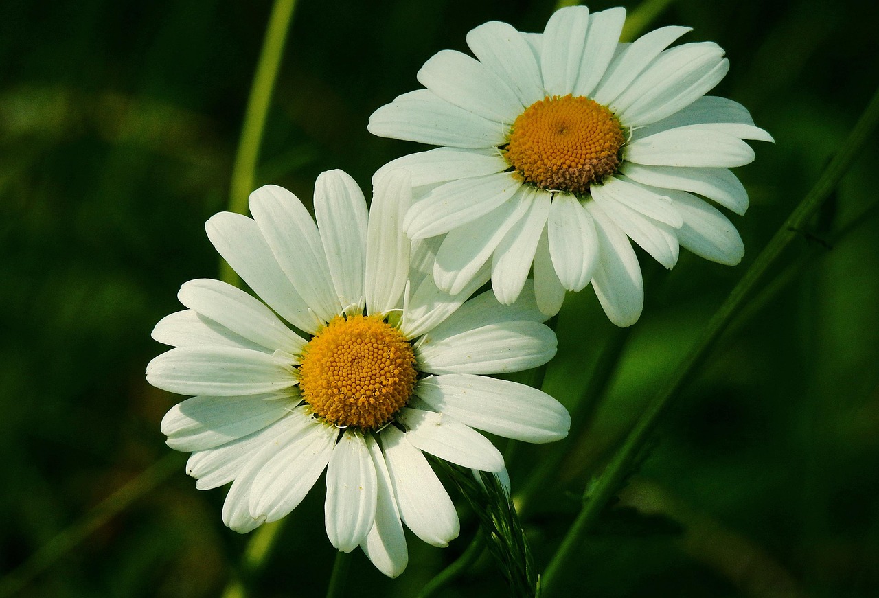 Aster Mata Sapi Bunga Foto Gratis Di Pixabay Pixabay