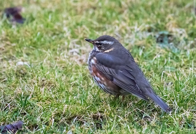 50+ Free Redwings & Bird Images - Pixabay