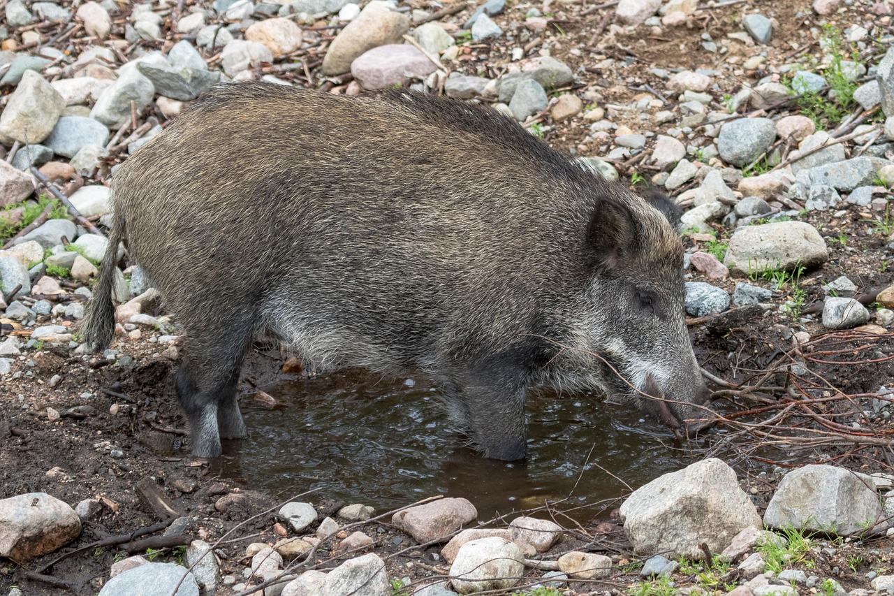 Dzik Zwierzę Dzikie Świnie Zoo Z - Darmowe zdjęcie na Pixabay - Pixabay
