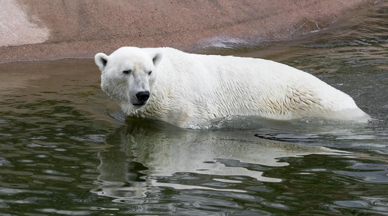 Polar Bear Ursus Maritimus Ranua - Free photo on Pixabay - Pixabay