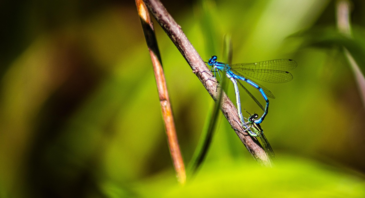 Dragonflies Insects Entomology - Free photo on Pixabay
