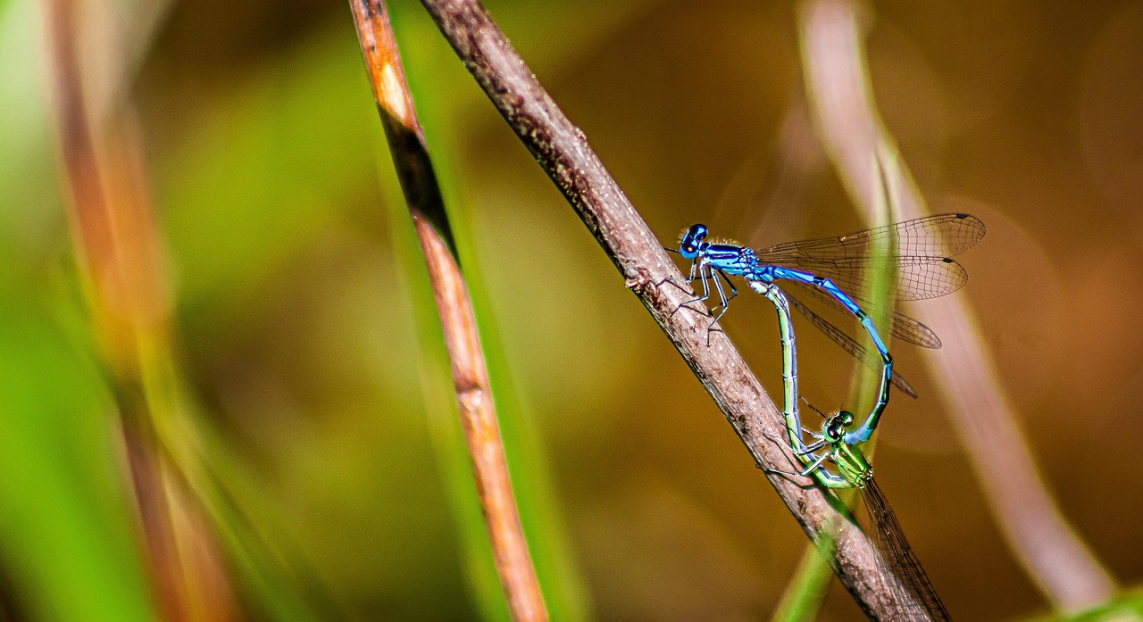 Dragonflies Insects Entomology - Free photo on Pixabay