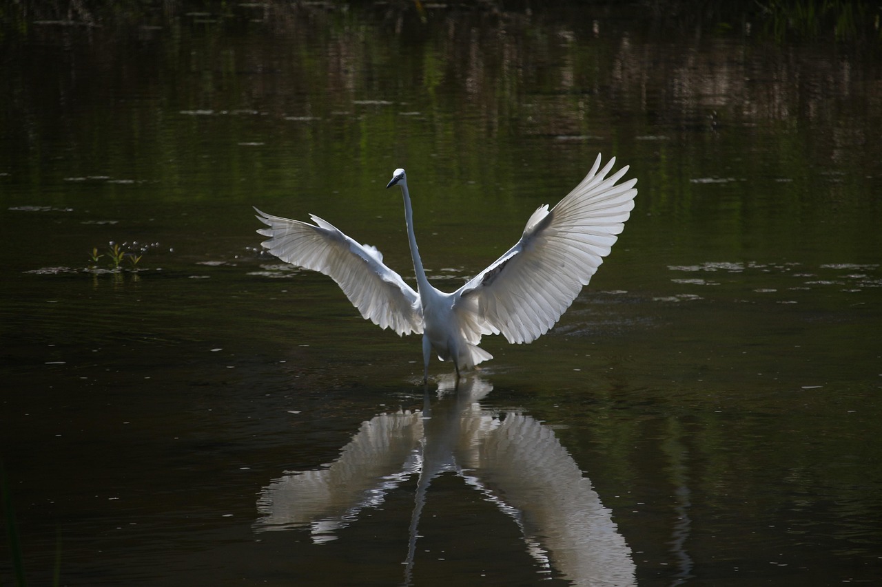 Large Egret Great River - Free photo on Pixabay