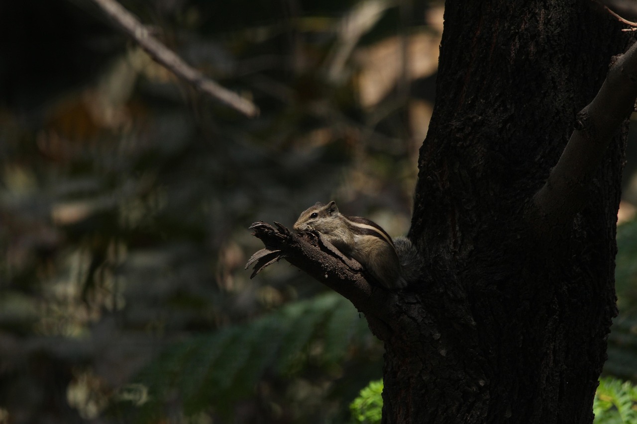 Asian Palm Squirrel Chipmunk - Free photo on Pixabay
