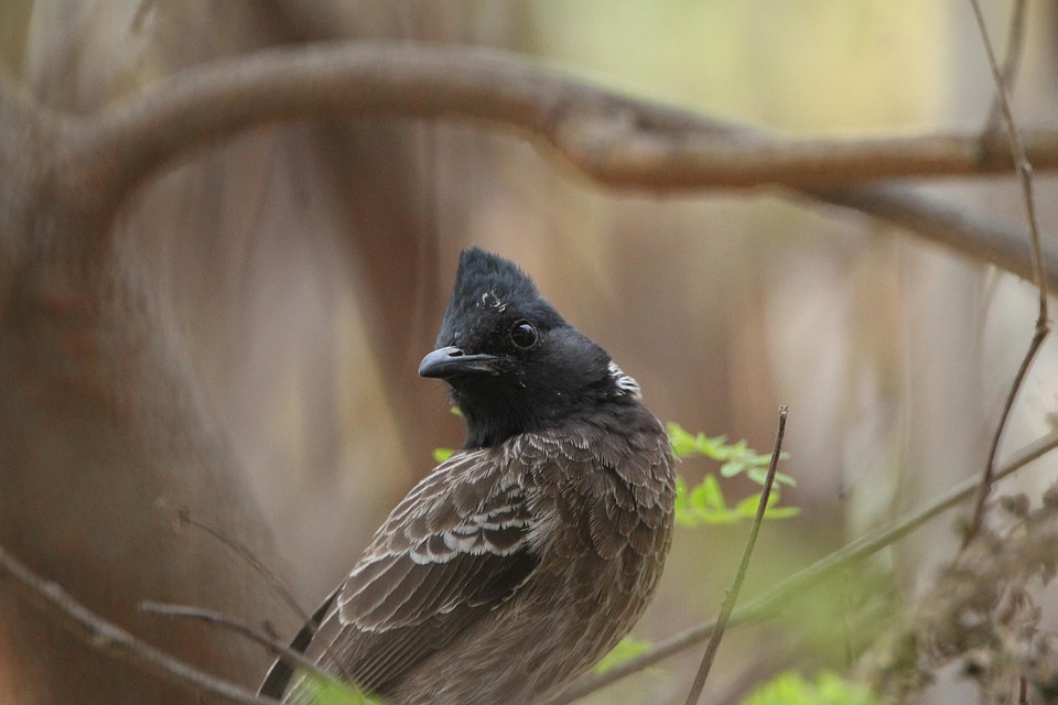 Bulbul Berventilasi Merah Burung - Foto gratis di Pixabay - Pixabay