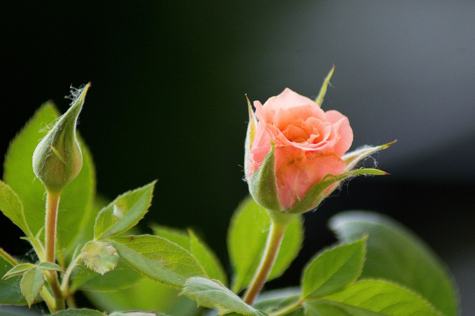 Rose Bourgeon Floral Fleurs En - Photo gratuite sur Pixabay - Pixabay