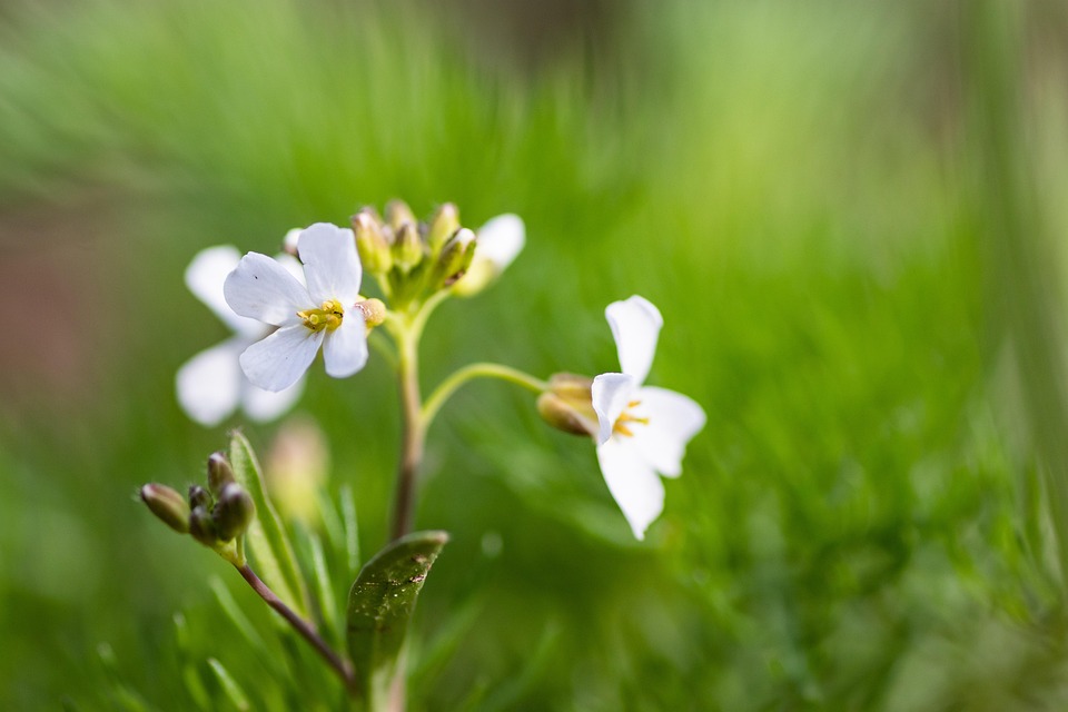 Mountain Rock Cress Flowers Spring - Free photo on Pixabay - Pixabay