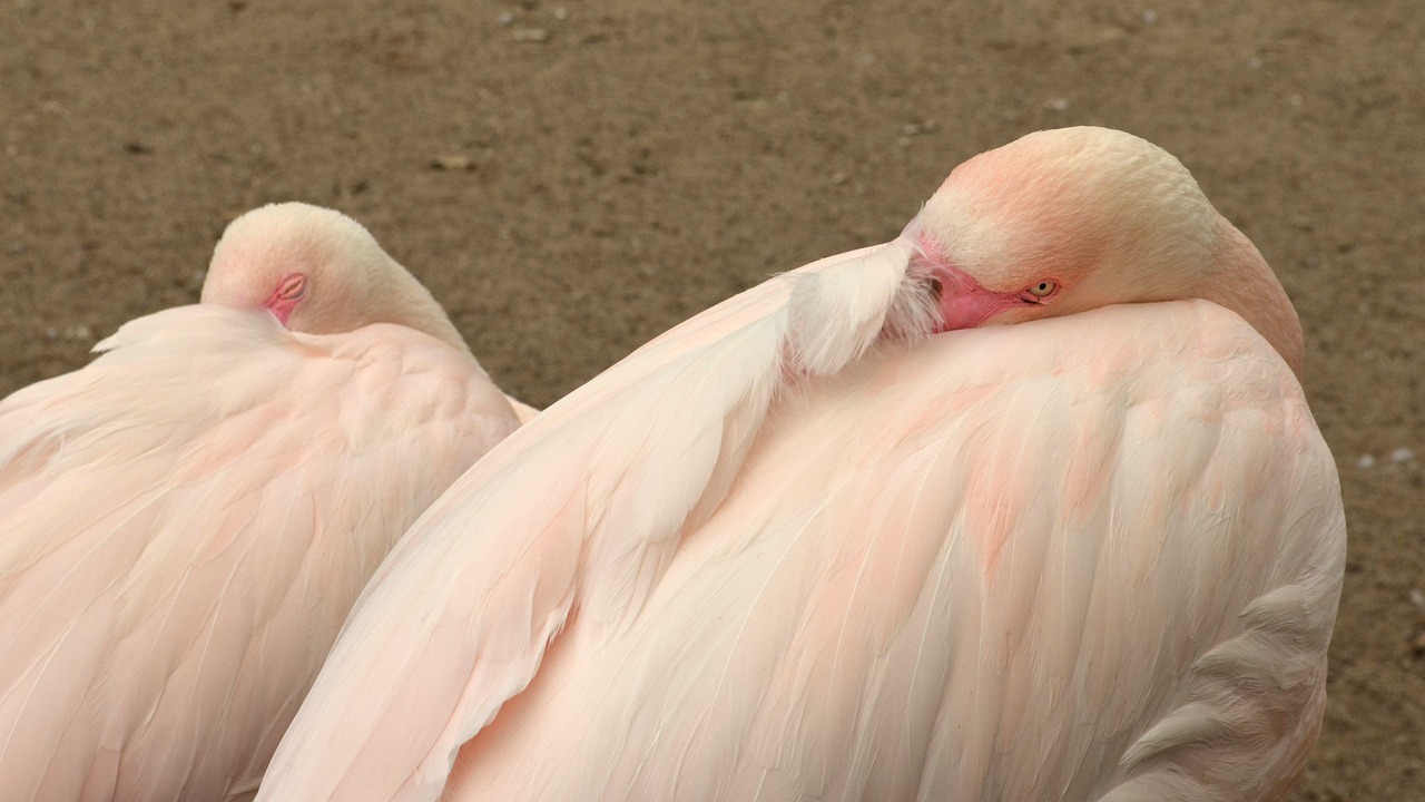 2,000+ Free Flamingo & Nature Images - Pixabay