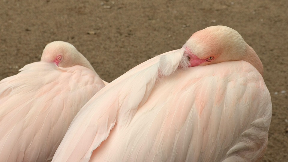 Flamingos Vögel Zoo - Kostenloses Foto auf Pixabay - Pixabay