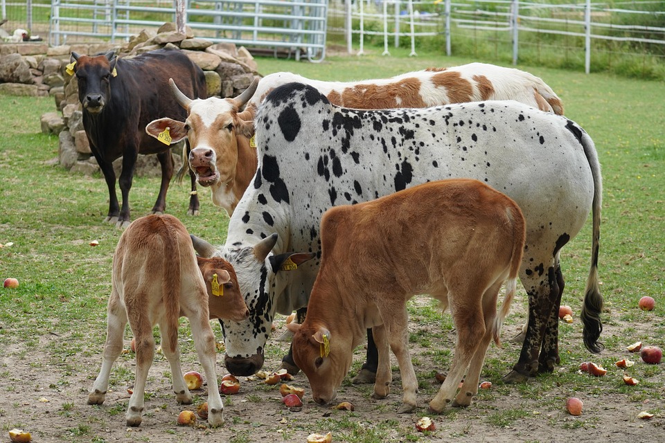 Cows Cattle Farm Animals - Free photo on Pixabay