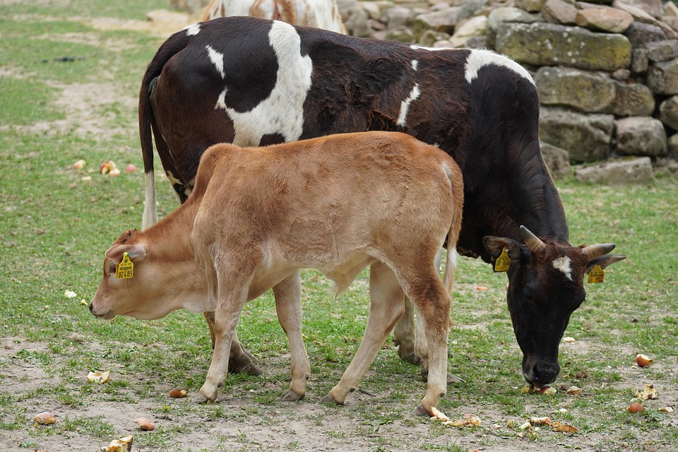Cows Cattle Farm Animals - Free photo on Pixabay