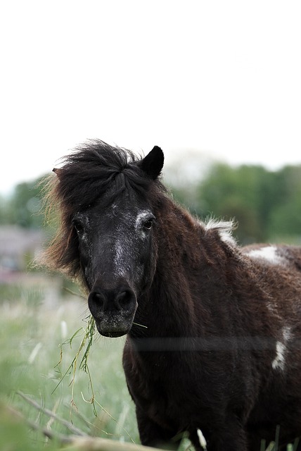 Horse Animal Portrait - Free photo on Pixabay