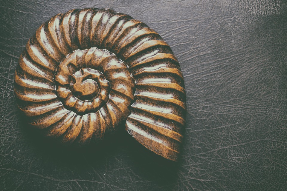 Snail Shell Seashell - Free photo on Pixabay
