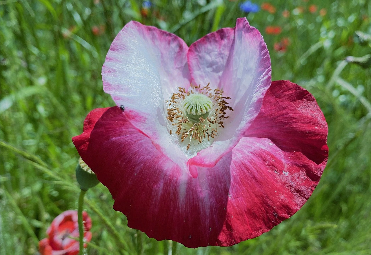Mohn Blume Pflanze Feld - Kostenloses Foto auf Pixabay - Pixabay
