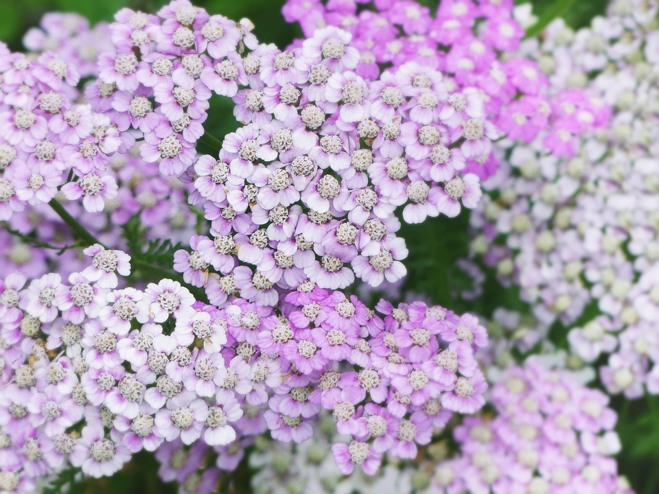 Yarrow Common Pink Flowers - Free photo on Pixabay - Pixabay