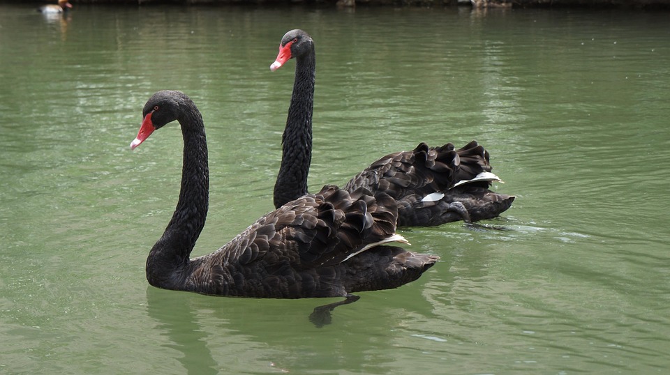 Svane Par Lagune - Gratis foto på Pixabay - Pixabay