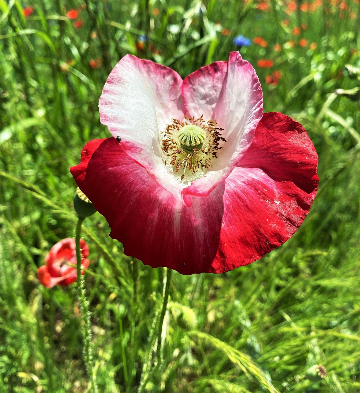 Fleurs Rouges Coquelicots - Photo gratuite sur Pixabay - Pixabay