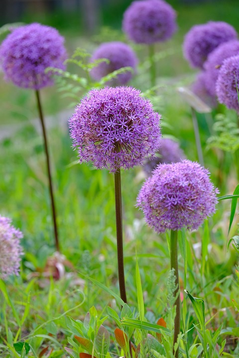 Flowers Purple Garden - Free photo on Pixabay