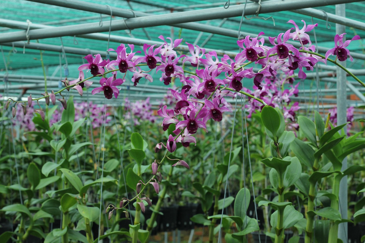 Pink Dendrobium Flower - Free photo on Pixabay - Pixabay