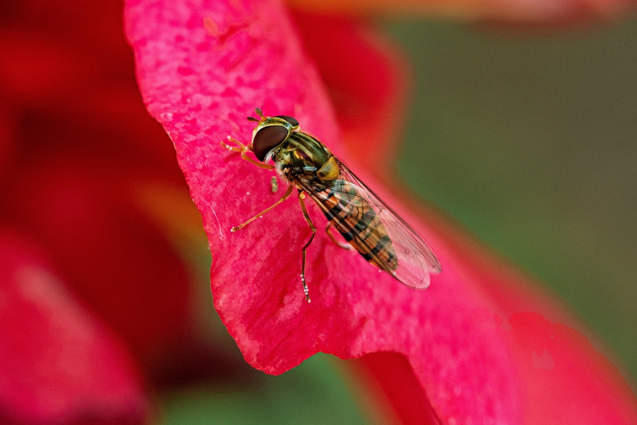 Flor Naturaleza Botánica - Foto gratis en Pixabay - Pixabay