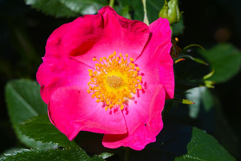 La Nature En Plein Air Jardin - Photo gratuite sur Pixabay - Pixabay
