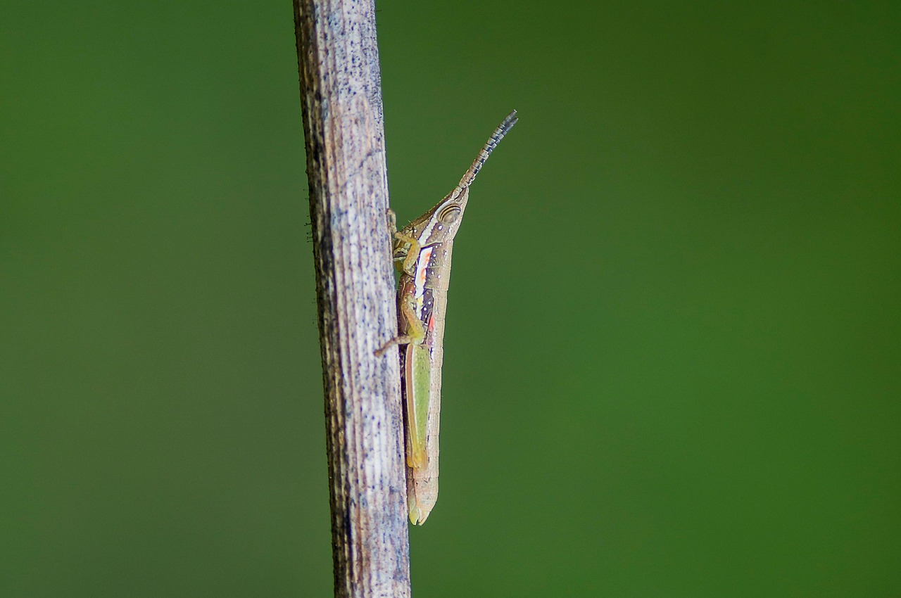 Saltamontes Palillo Totora Insecto - Foto gratis en Pixabay - Pixabay