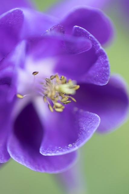 Mauve Fleur Floraison - Photo gratuite sur Pixabay - Pixabay